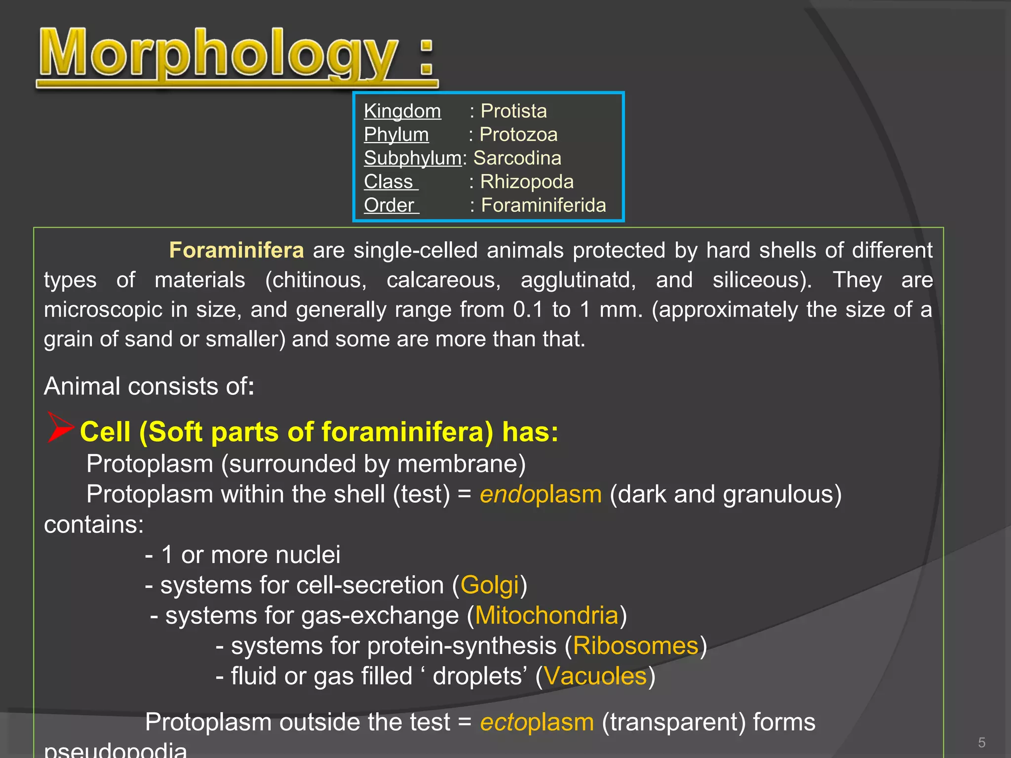 Morphology of foraminifera | PPT
