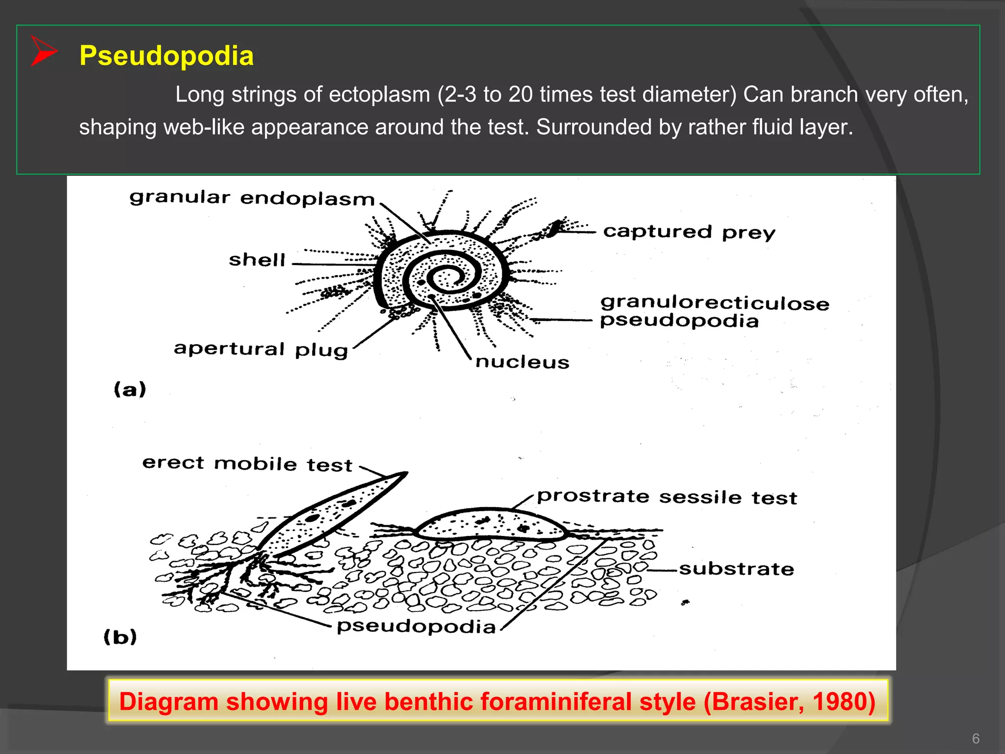 Morphology of foraminifera | PPT