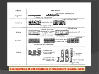 Morphology of foraminifera | PPT