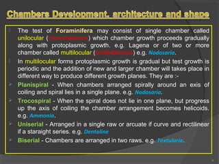 Morphology of foraminifera | PPT