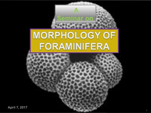 Foraminifera Microscope Labeled