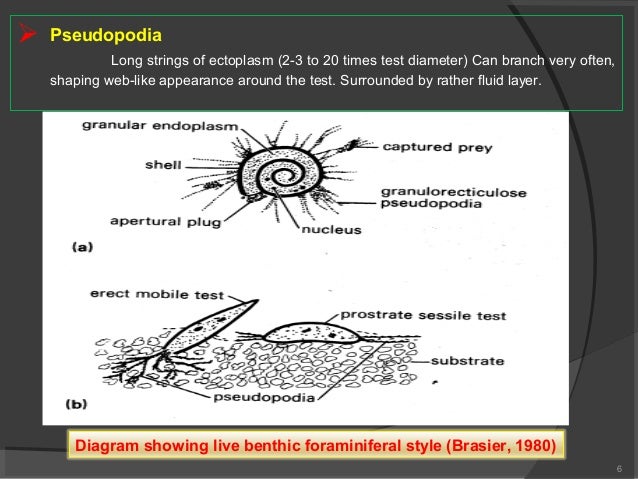 Morphology of foramnifera