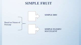 Morphology of Fruit - Dr Akhilraj A R | PPTX
