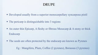 Morphology of Fruit - Dr Akhilraj A R | PPTX