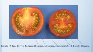 Morphology of Fruit - Dr Akhilraj A R | PPTX