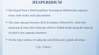 Morphology of Fruit - Dr Akhilraj A R | PPTX