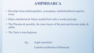 Morphology of Fruit - Dr Akhilraj A R | PPTX