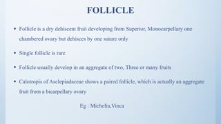 Morphology of Fruit - Dr Akhilraj A R | PPTX