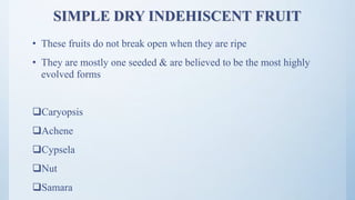 Morphology of Fruit - Dr Akhilraj A R | PPTX