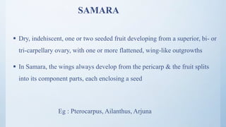 Morphology of Fruit - Dr Akhilraj A R | PPTX