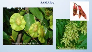 Morphology of Fruit - Dr Akhilraj A R | PPTX