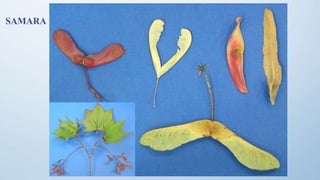 Morphology of Fruit - Dr Akhilraj A R | PPTX