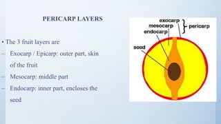 Morphology of Fruit - Dr Akhilraj A R | PPTX