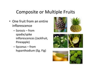 Morphology of fruits | PDF