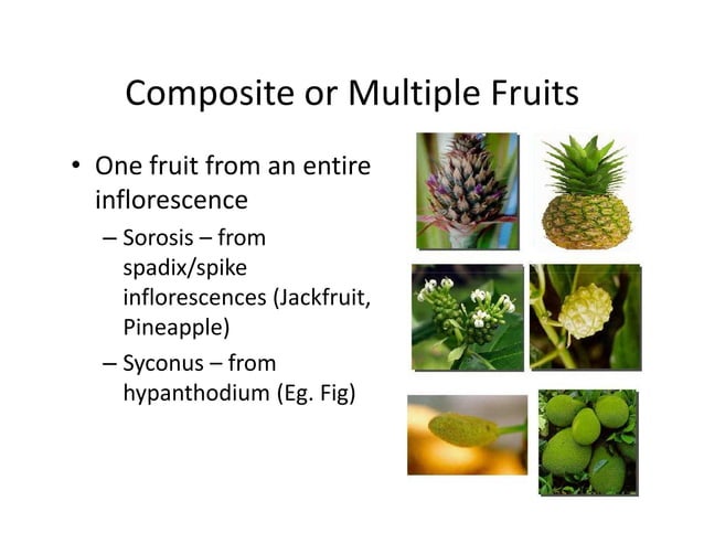 Morphology of fruits | PDF