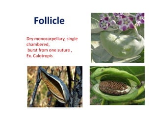 Morphology of fruits | PDF