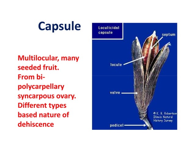 Morphology of fruits | PDF