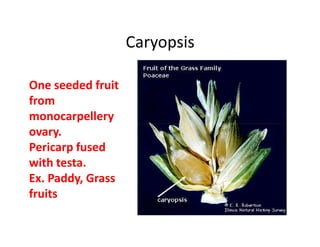Morphology of fruits | PDF
