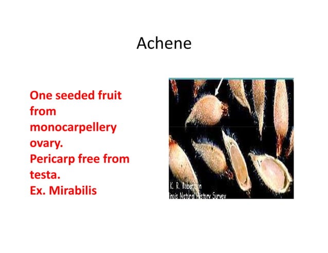 Morphology of fruits | PPT