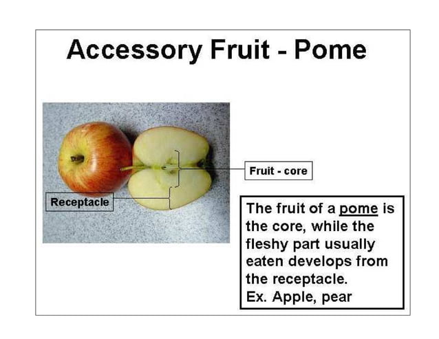 Morphology of fruits | PDF