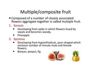 Morphology of fruits | PDF