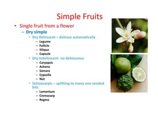 Morphology of fruits | PDF