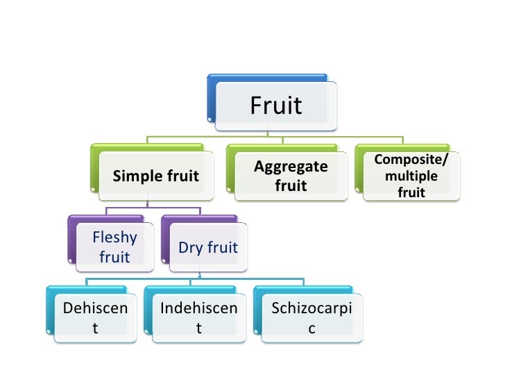 Morphology of fruits