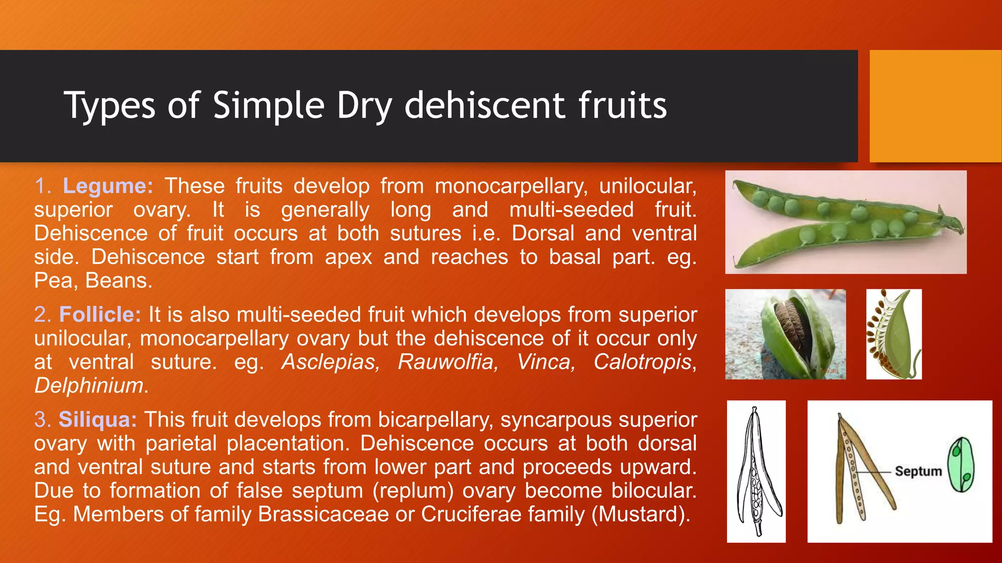 Morphology of fruits | PDF