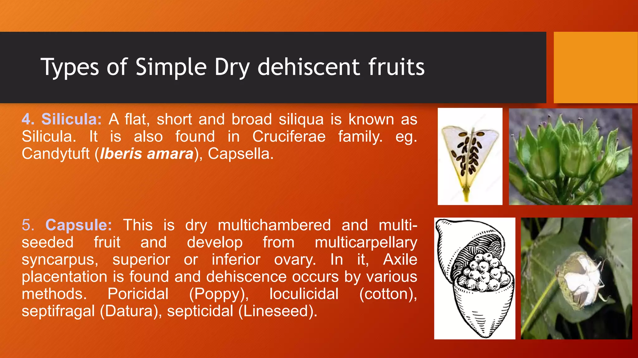 Morphology of fruits | PDF