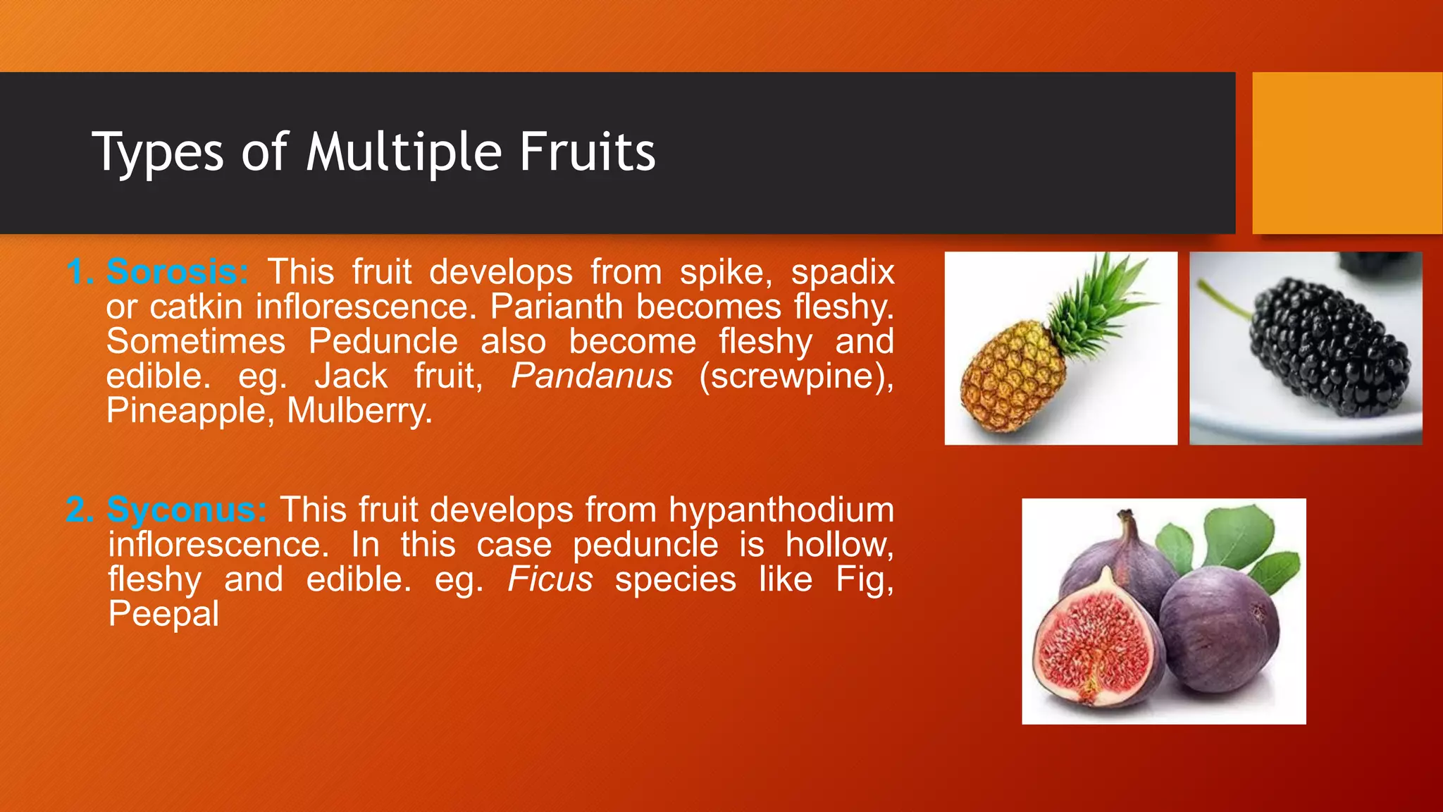Morphology of fruits | PDF