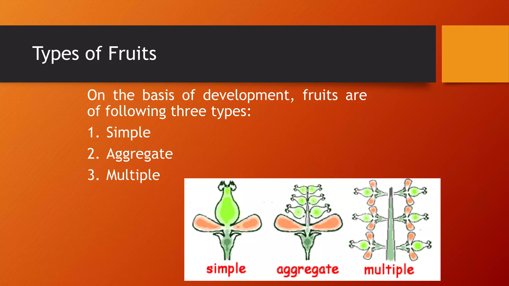 Morphology of fruits | PDF