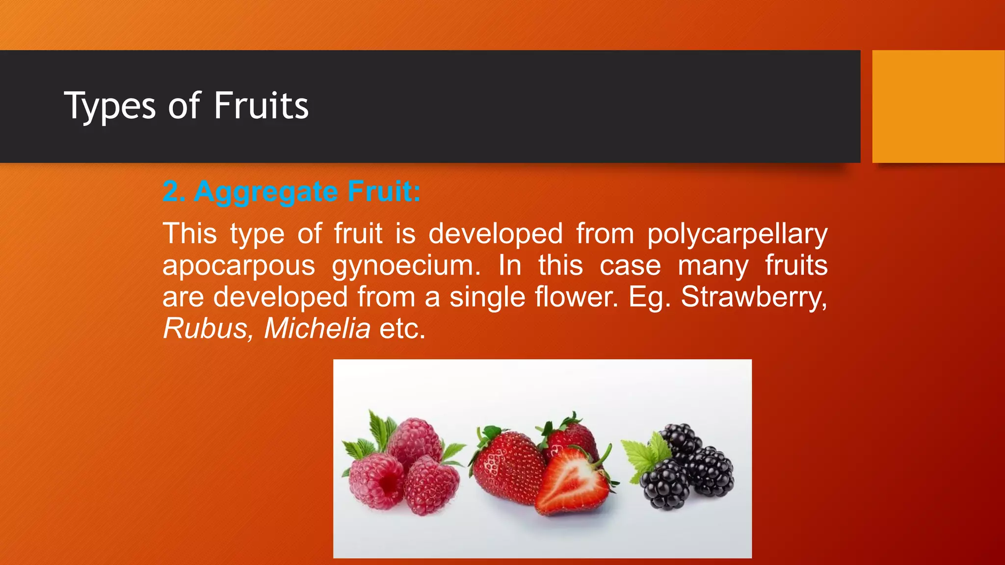 Morphology of fruits | PDF