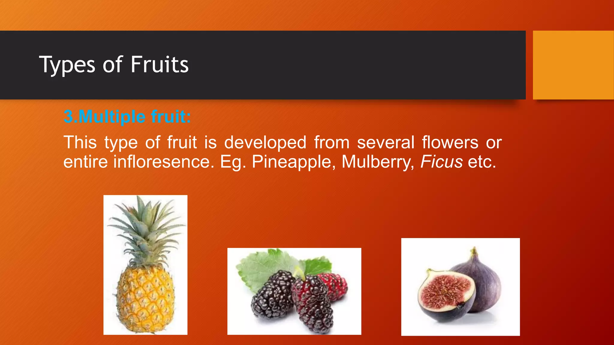 Morphology of fruits | PDF