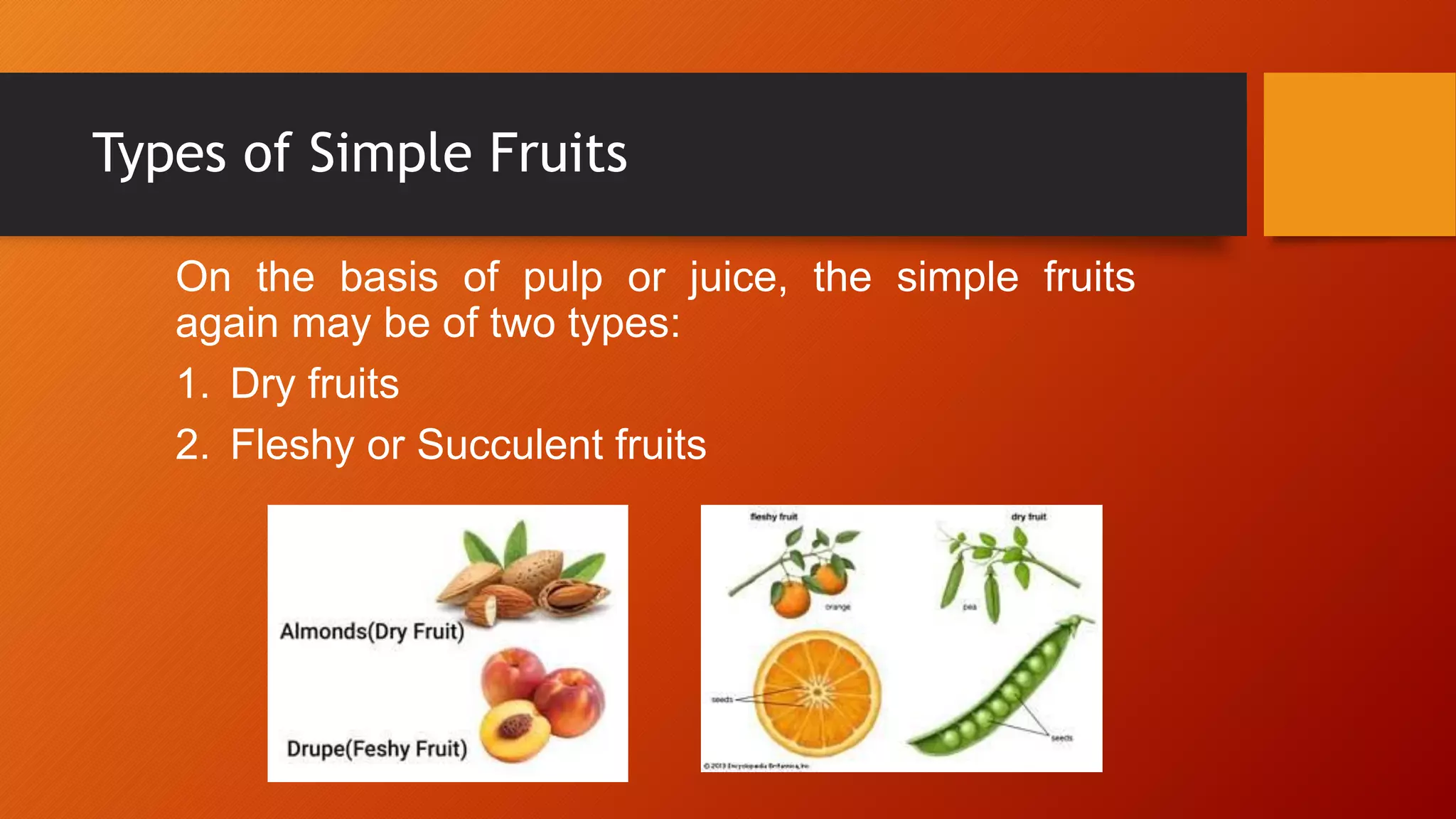 Morphology of fruits | PDF