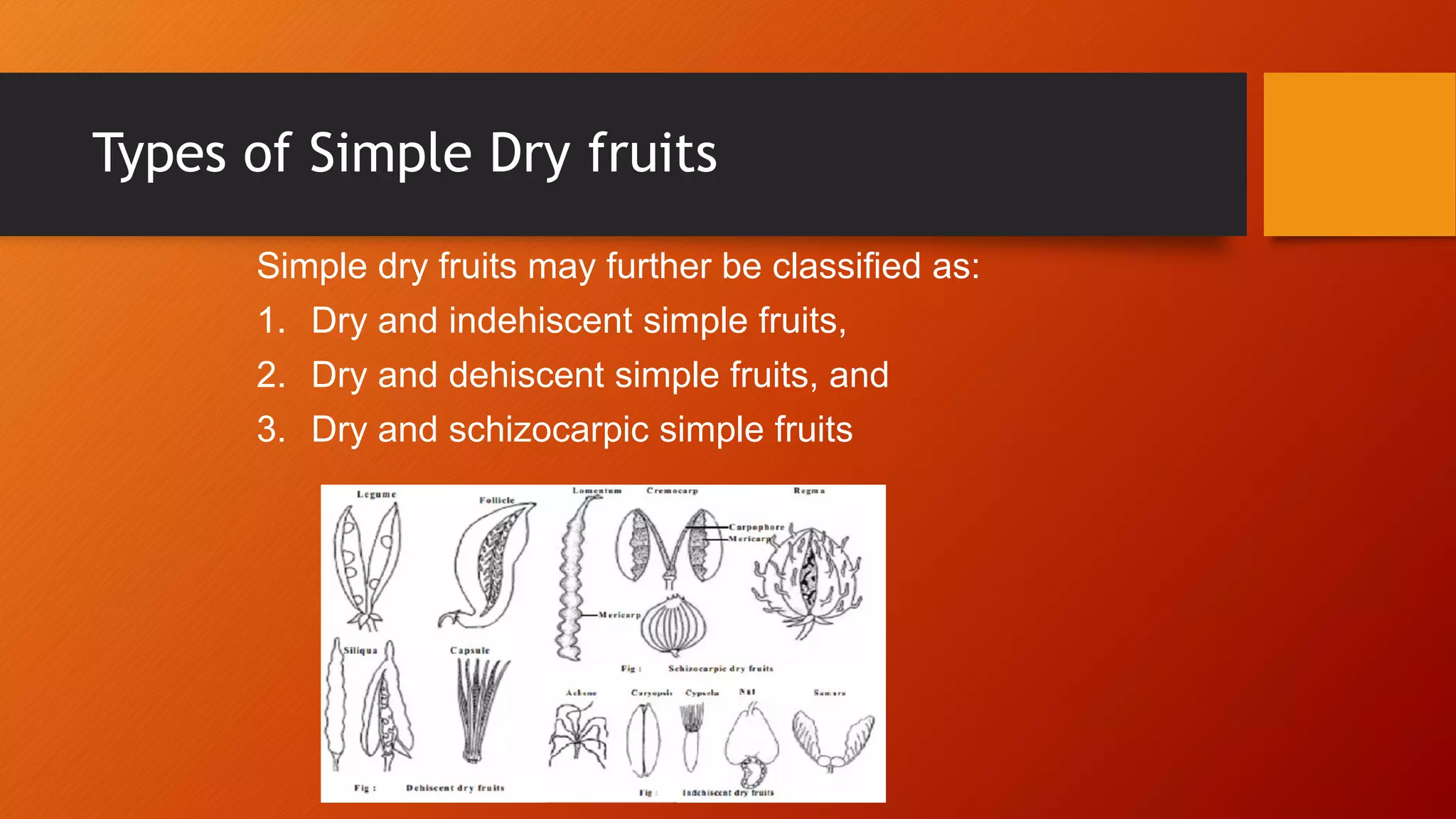 Morphology of fruits | PDF