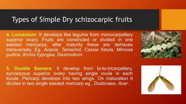 Morphology of fruits | PDF