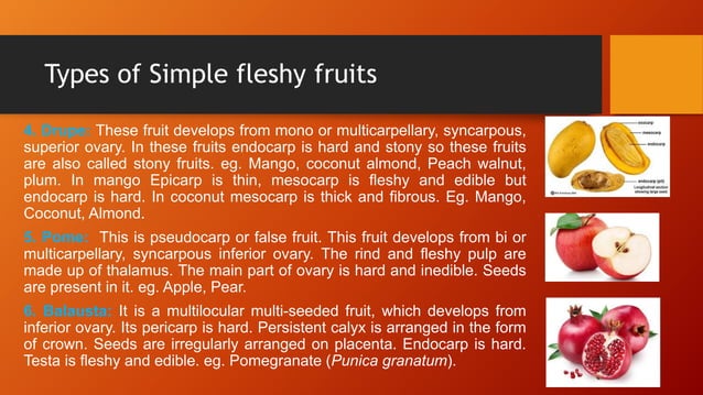 Morphology of fruits | PDF