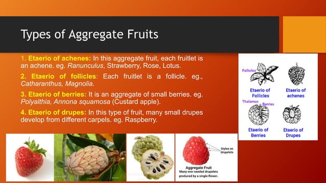 Morphology of fruits | PDF