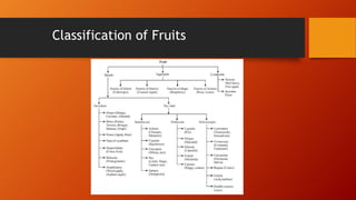 Morphology of fruits | PDF