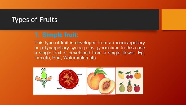 Morphology of fruits | PDF