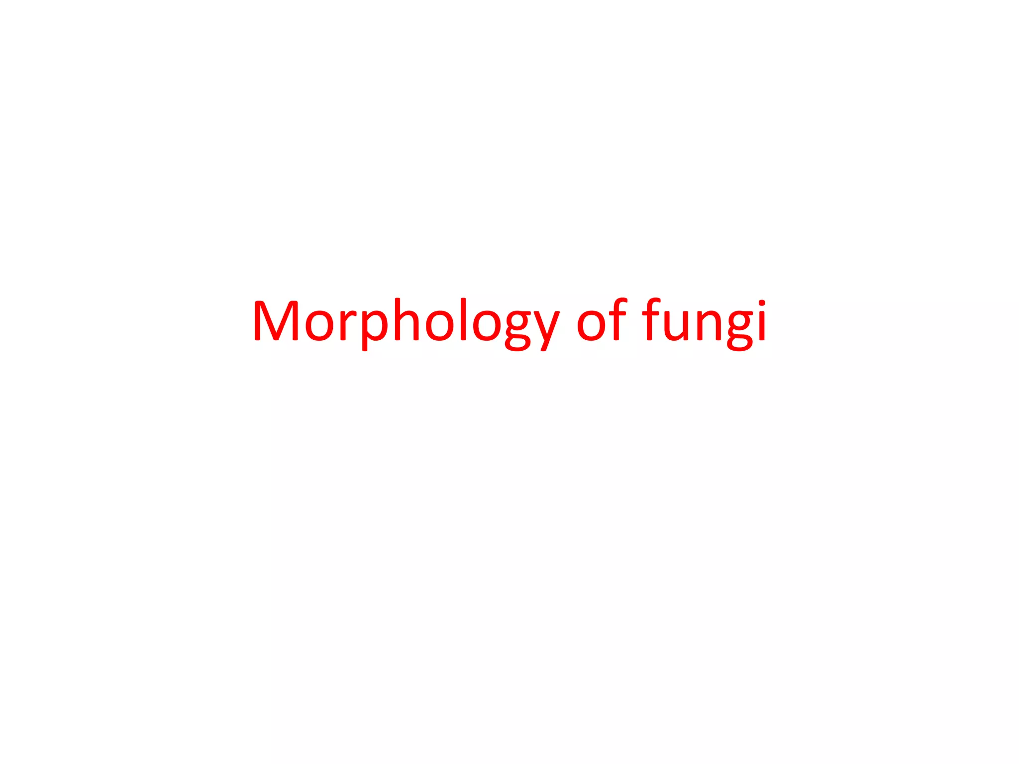 Morphology of fungi | PPTX
