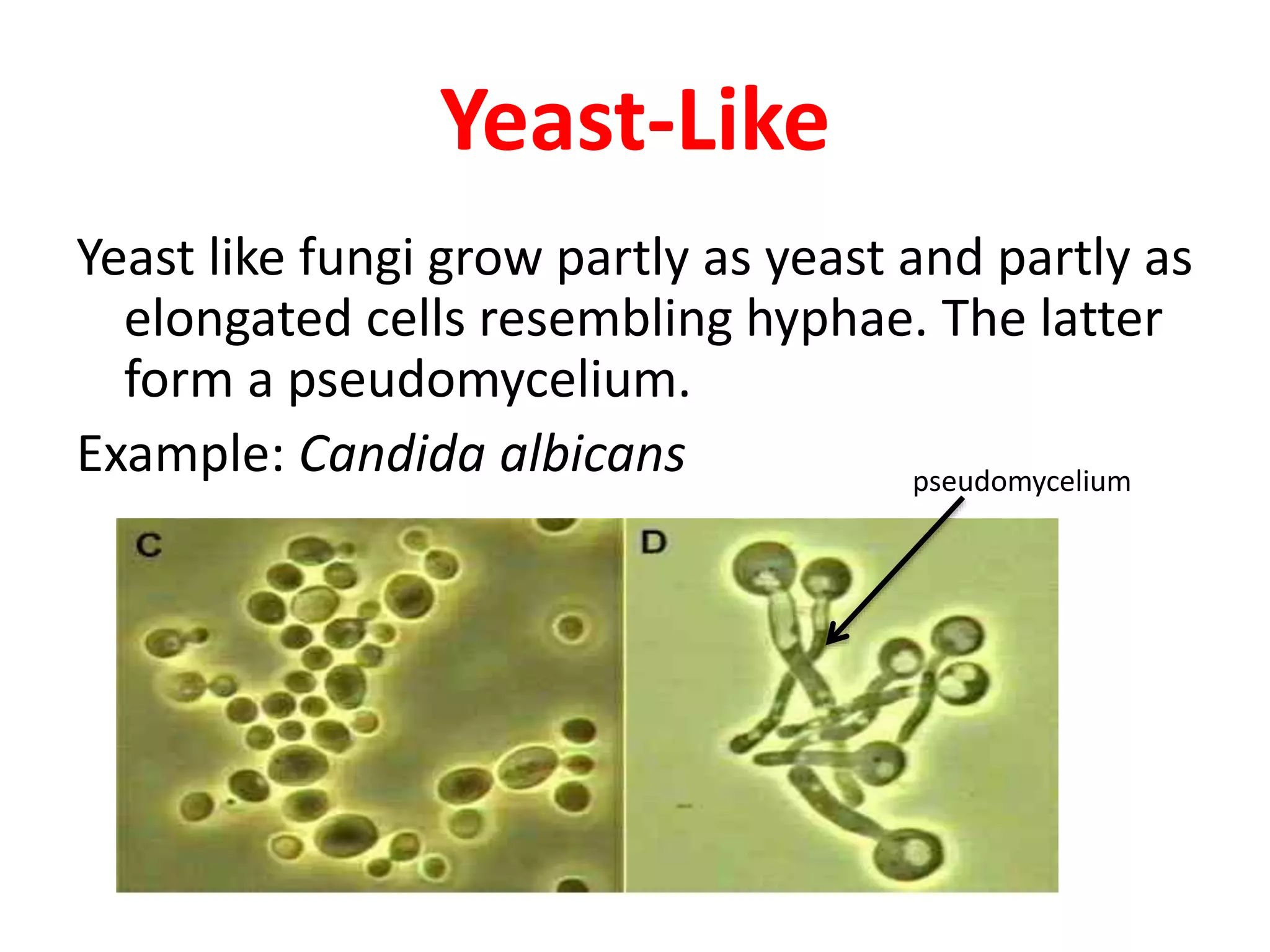 Morphology of fungi | PPTX