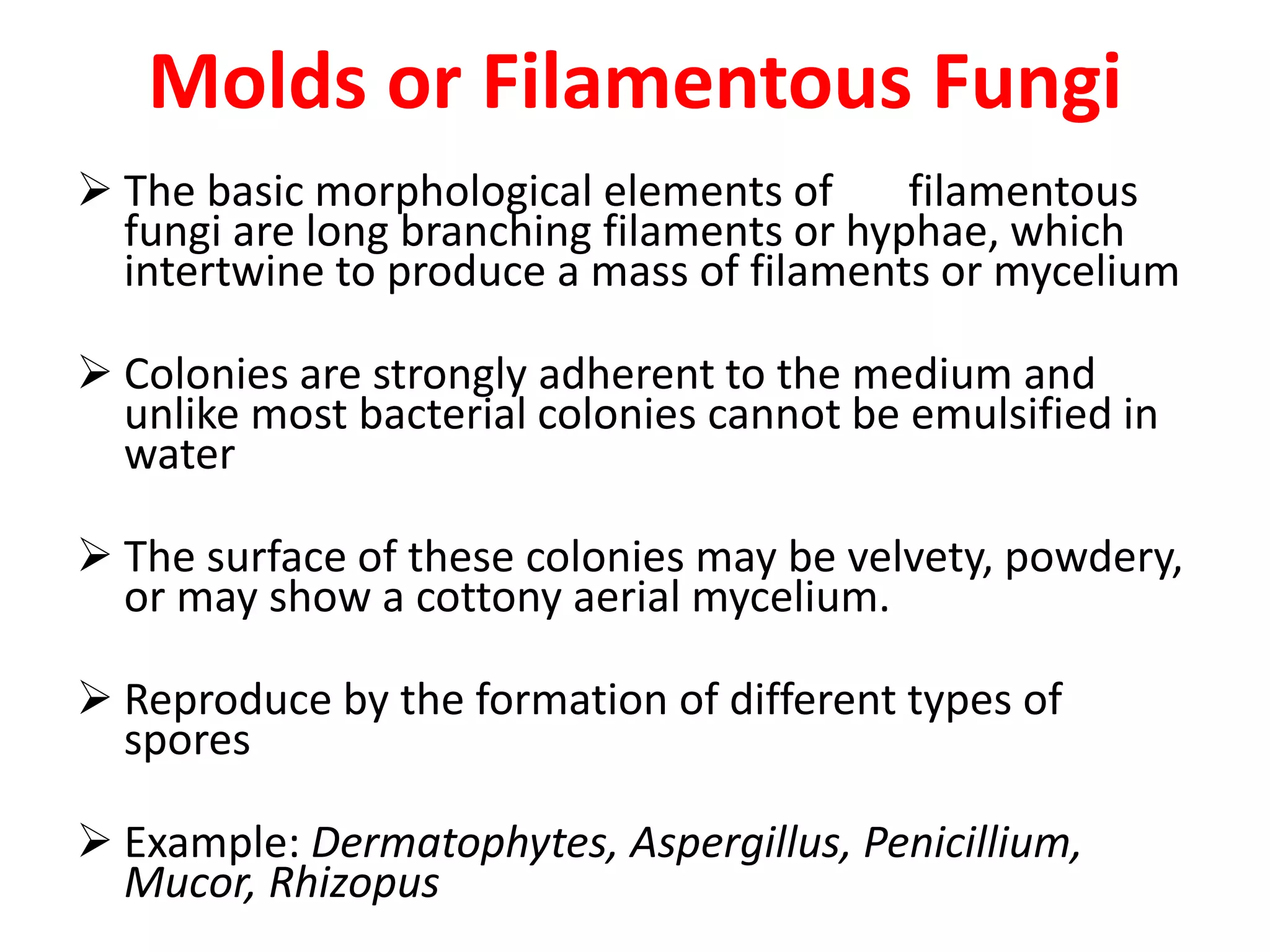 Morphology of fungi | PPTX