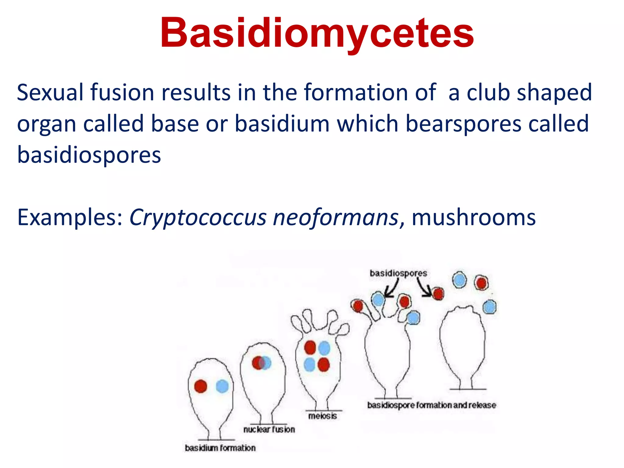 Morphology of fungi | PPTX