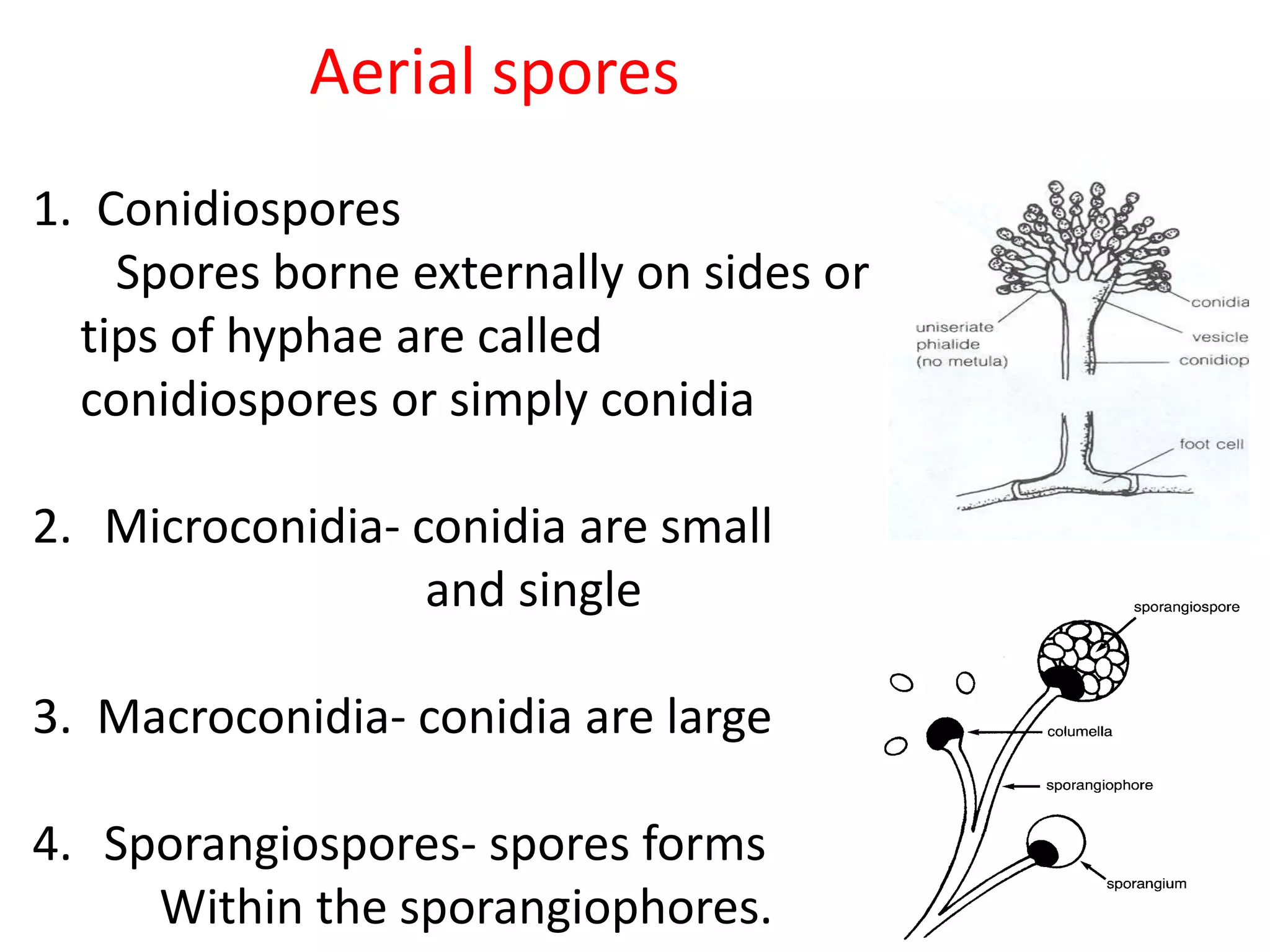 Morphology of fungi | PPTX
