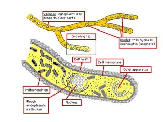 Fungal Hyphae Diagram