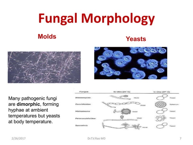 Morphology of fungi | PPT
