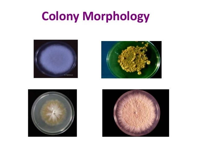 Morphology of fungi