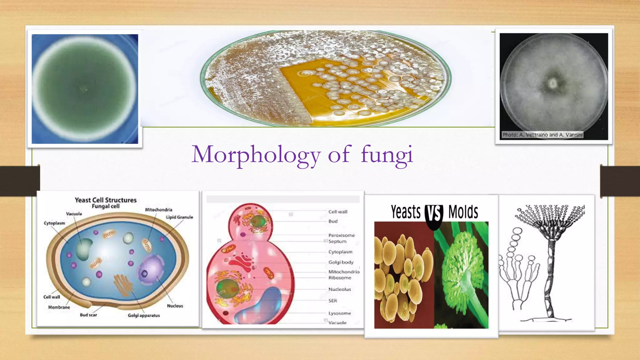 morphologyof+fungi | PDF