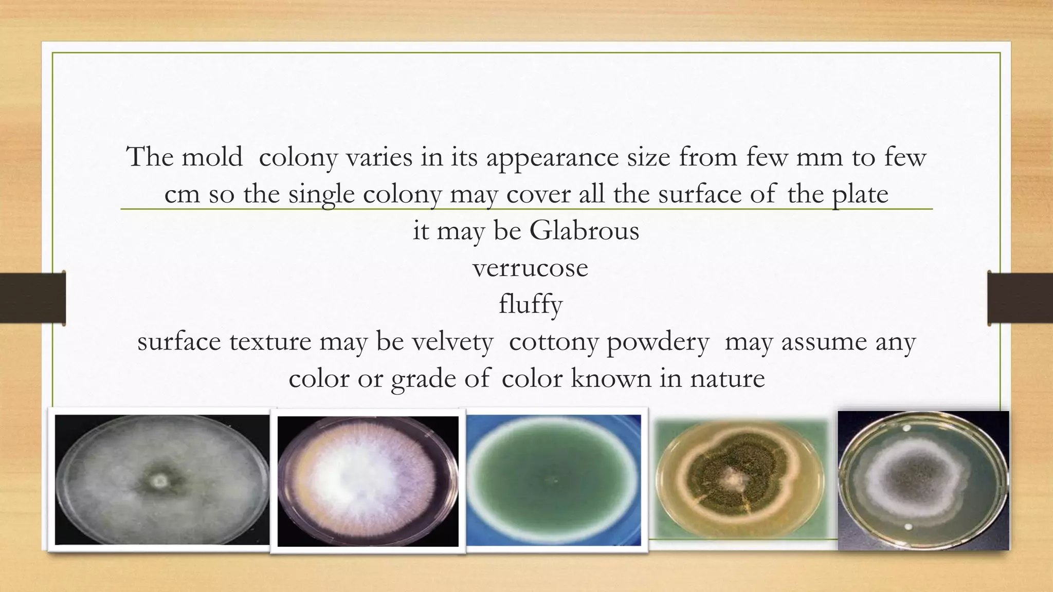 morphologyof+fungi | PDF